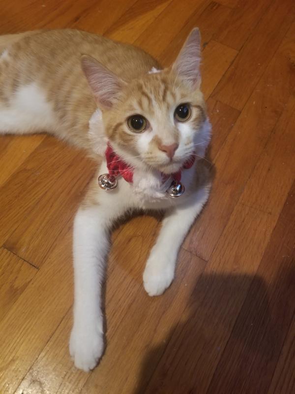 FRISCO Red Plaid Cat Ruffle Collar with Bells, One Size - Chewy.com