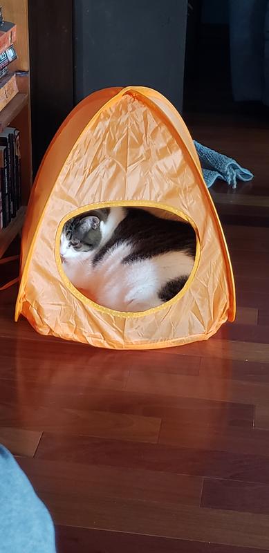 RUFFIN' IT Cat Pop Up Tent Cat Toy, Color Varies - Chewy.com RUFFIN' IT Cat Pop Up Tent Cat Toy, Color Varies - Chewy.com