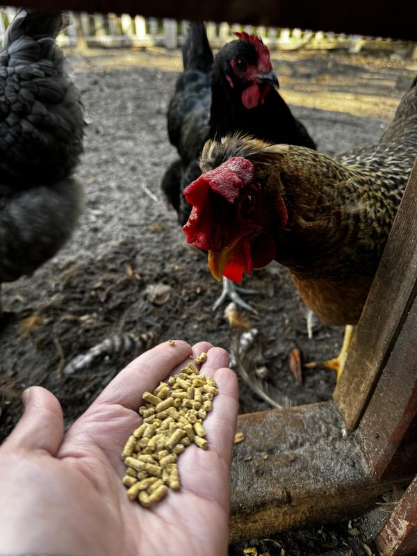 NUTRENA NatureWise Layer 16% Protein Pellet Chicken Feed, 50-lb bag ...