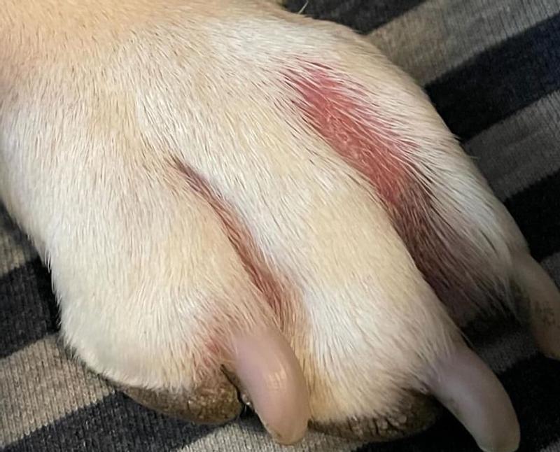 ANIMAX Ointment for Dogs & Cats, 30-mL - Chewy.com