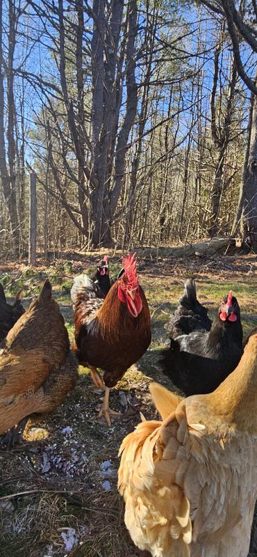 NUTRENA NatureWise Layer 16% Protein Pellet Chicken Feed, 50-lb bag ...