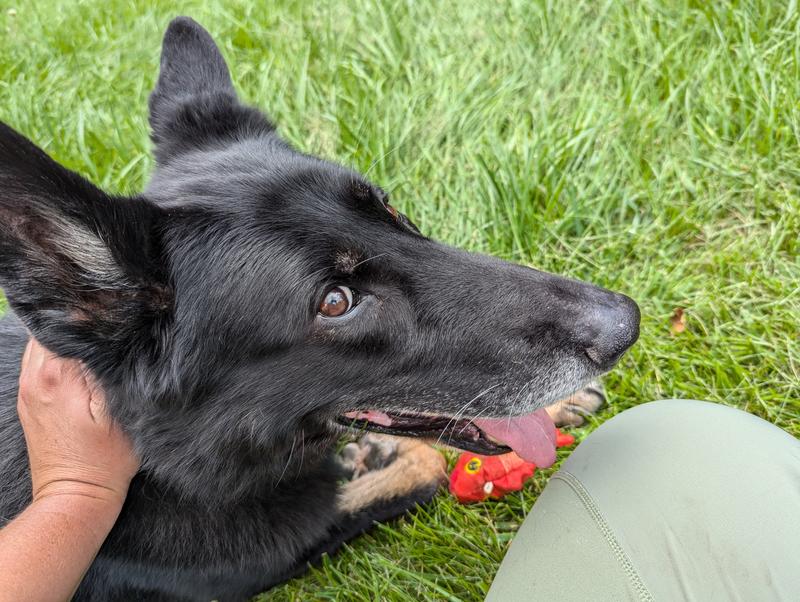 BARK The Groupers 3-in-1 Squeaky Plush Dog Toy - Chewy.com