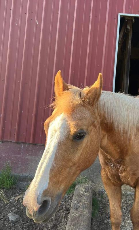 NUTRENA Empower Boost Horse Supplement, 40-lb bag - Chewy.com