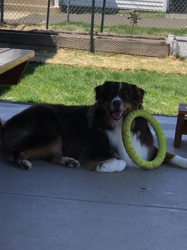 PETSPY Fitness Ring Dog Toy, Orange, Small, 1 count - Chewy.com