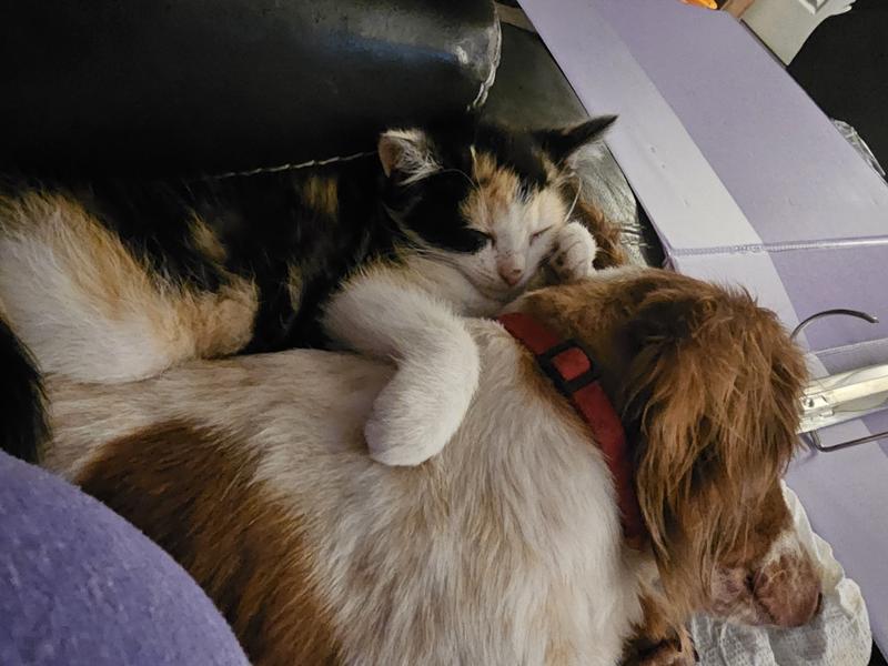 REVOLT Topical Solution for Puppies & Kittens, 0-5 lbs, (Rose Box ...