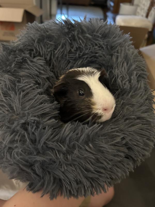 PAW INSPIRED Furr-O Burrowing Guinea Pig & Small Pet Bed, Tan - Chewy.com