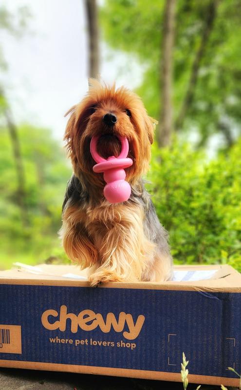 KONG Puppy Binkie Chew Dog Toy, Blue, Medium - Chewy.com