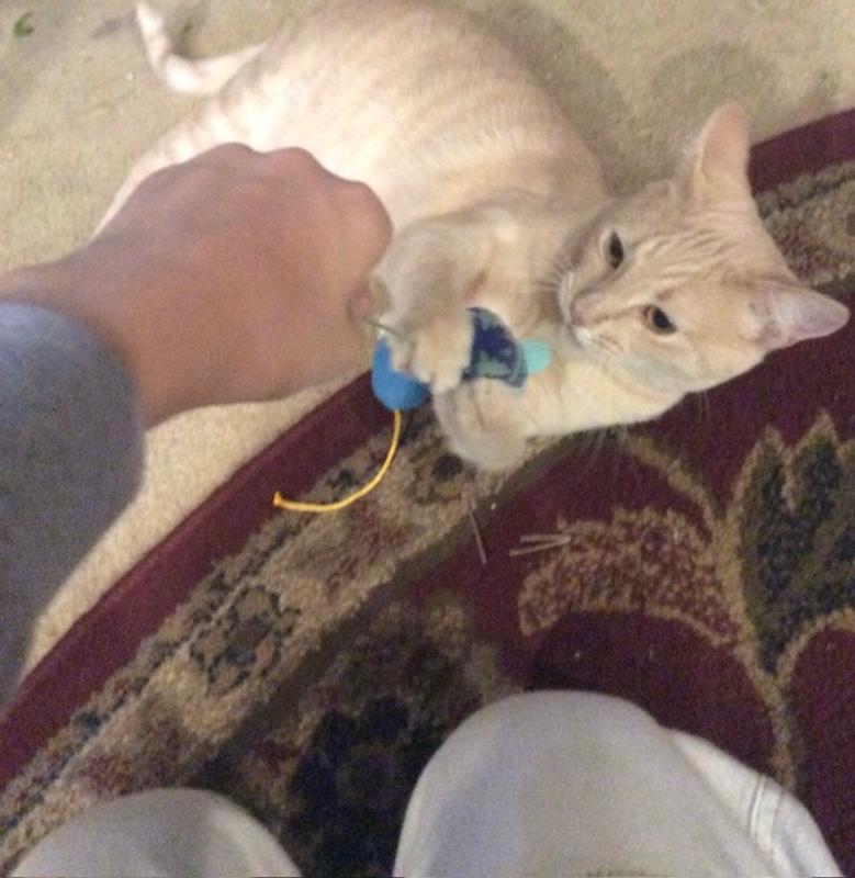 FRISCO Holiday Arctic Blue Mice Plush Cat Toy with Catnip, 5 count ...