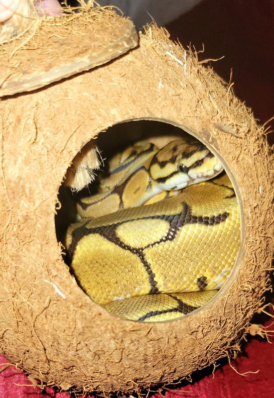 SUNGROW Crested & Leopard Gecko Coconut Hide, Humid Cave for Frog ...