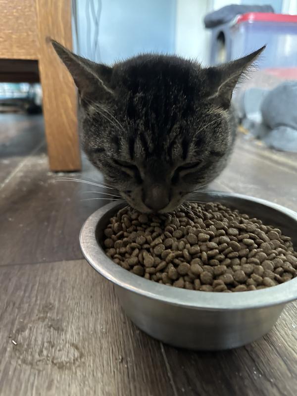 PETCUREAN SUMMIT Range Rotisserie Adult Dry Cat Food, 3-lb bag - Chewy.com