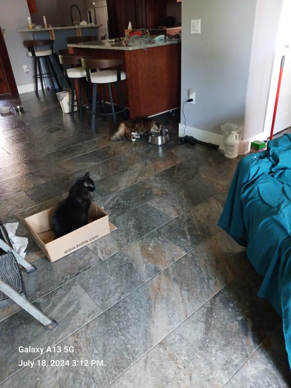 SMARTYKAT Instincts Scamper Mouse Soft Plush Battery-Powered Electronic ...