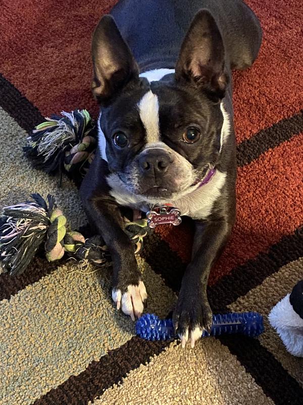 IVERHART MAX Chew for Dogs, 25.1-50 lbs, (Green Box), 6 Chews (6-mos ...