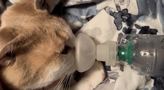 TRUDELL MEDICAL INTERNATIONAL AeroKat Cat Asthma Aerosol Chamber ...