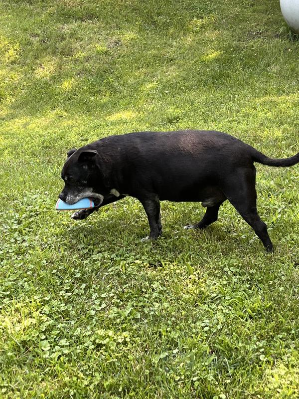 CHUCKIT! Indoor Super Slider Dog Toy, Blue - Chewy.com