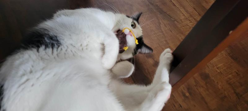 HARTZ Cattraction Crinkle Mice Cat Toy, Multi Color, 10 count - Chewy.com