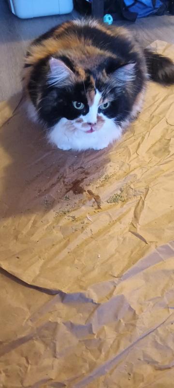 RAW PAWS All-Natural Loose Leaf Cut Catnip for Cats, 1-oz jar - Chewy.com