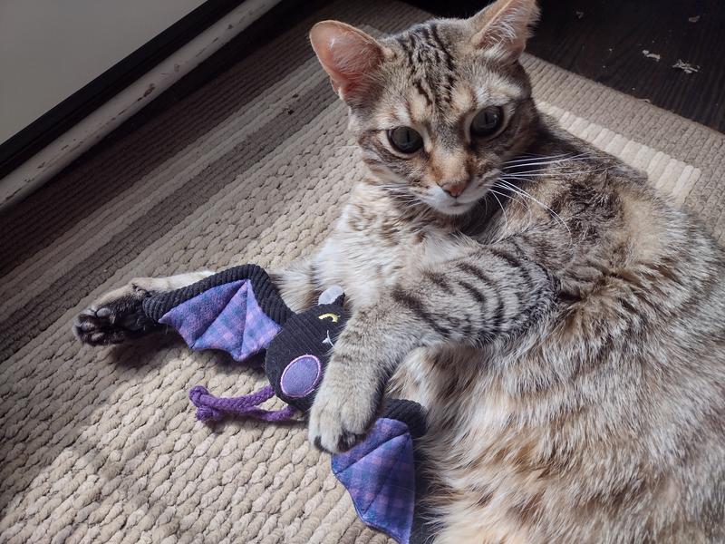 FRISCO Halloween Cutie Bat Plush Cat Toy with Catnip - Chewy.com