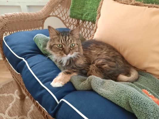 ROYAL CANIN VETERINARY DIET Recovery Ultra Soft Mousse in Sauce Wet Dog ...