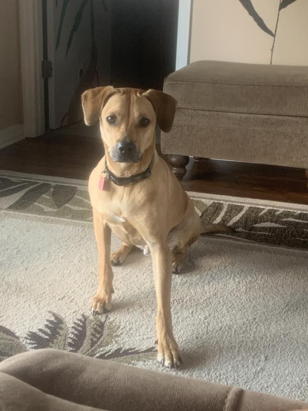 PANCREPLUS Powder for Dogs & Cats, 12-oz - Chewy.com