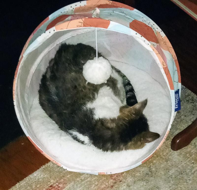 FRISCO Foldable Covered Canopy Cat Bed, Calico Cat - Chewy.com