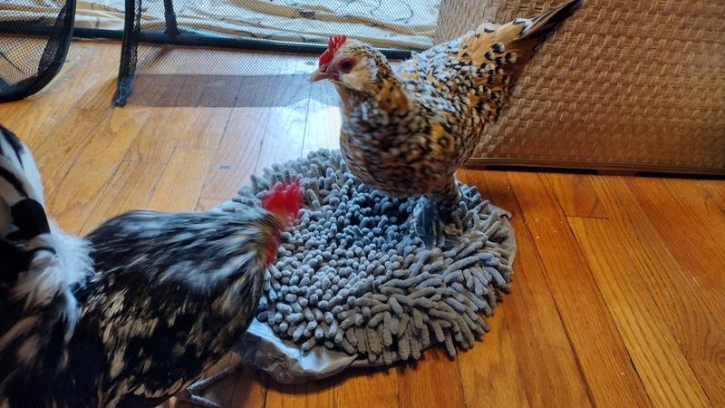 PET PARENTS Forager Snuffle Mat & Slow Feeder Dog Bowl, Forest Grey ...