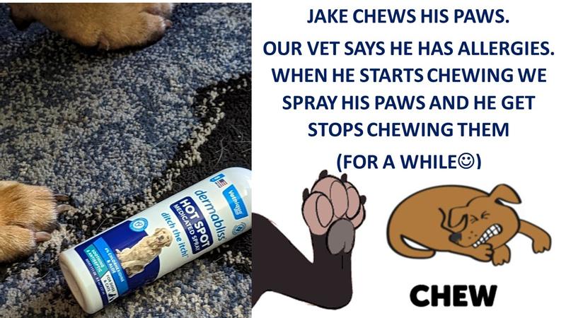 VETNIQUE LABS Dermabliss Hot Spot Medicated Spray for Dogs, 8-oz bottle ...