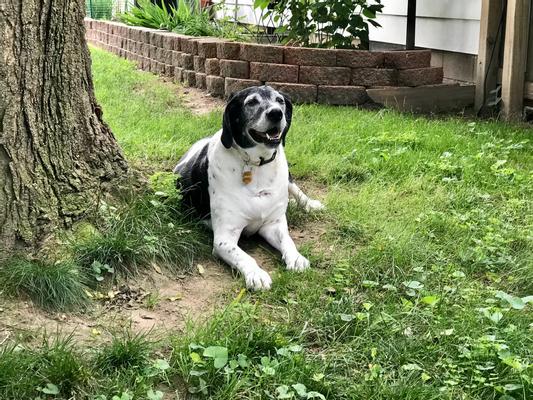 CANINE'S CHOICE DogLicious Munchy Flat Chews Dog Treats, 50 count ...