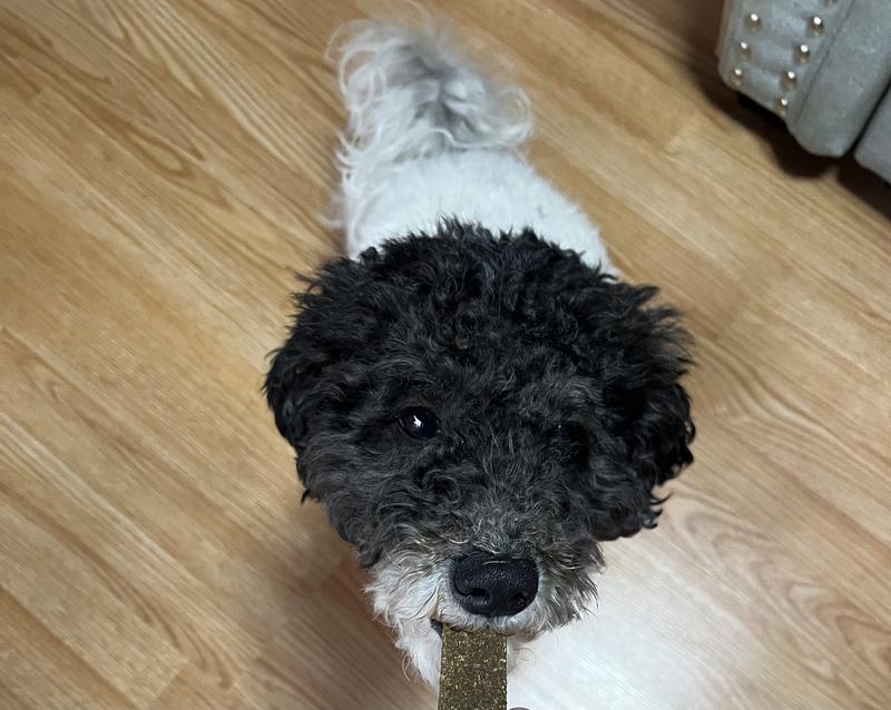 EARTH ANIMAL Wisdom Air-Dried From the Sea Recipe with Catfish, Clams ...