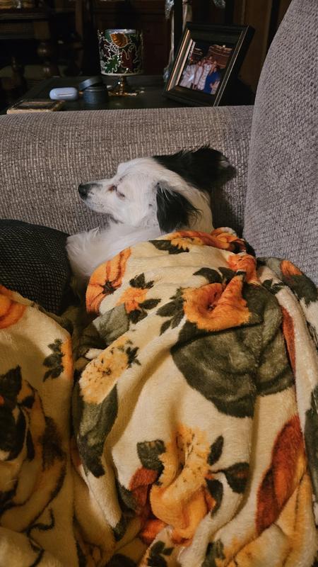 TEMARIL-P (trimeprazine tartrate with prednisolone) Tablets for Dogs ...