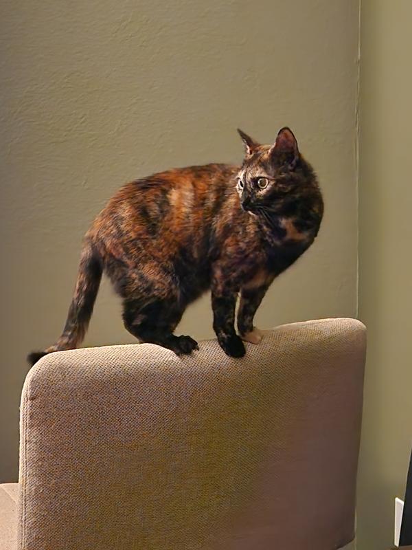 FREELY Rabbit Recipe Limited Ingredient Grain-Free Dry Cat Food, 3-lb ...