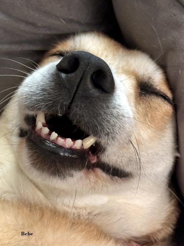 PUP-PERONI Training Treats Made with Real Beef Dog Treats, 5.6-oz bag ...