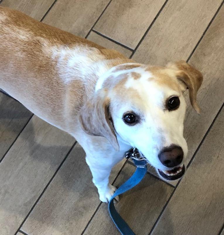 PET NATURALS BusyButter Easy Squeeze Peanut Butter Flavored Paste ...