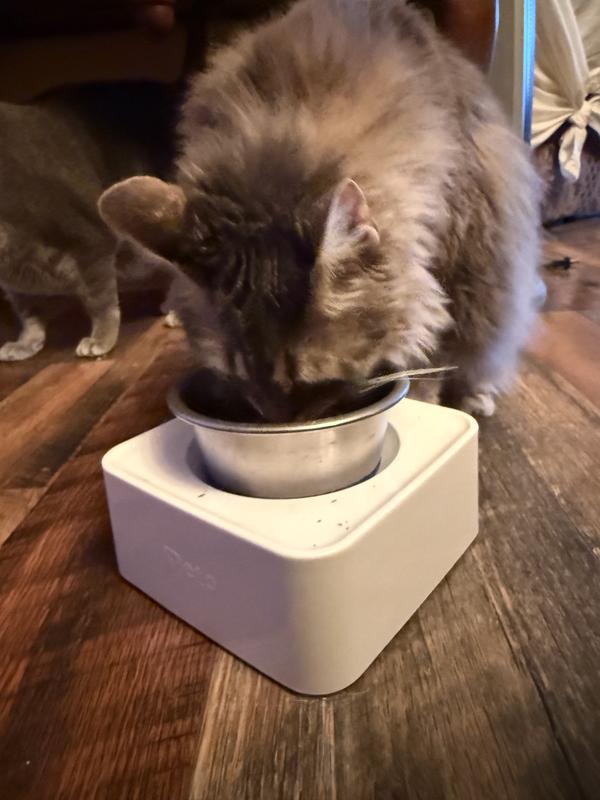 NUTRAMAX Imuquin with Beta Glucans, Marine Lipids, Vitamins & Minerals ...