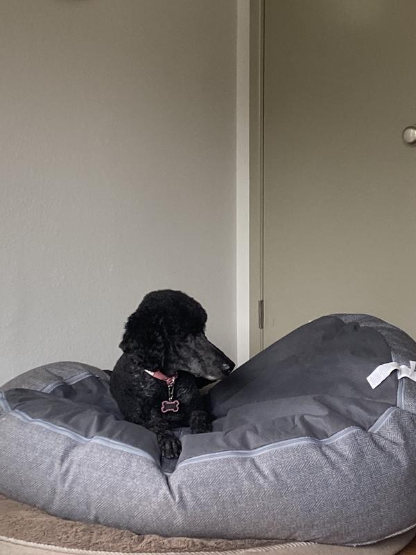 CANINE CREATIONS Step In Orthopedic Bolster Dog Bed, Beige, Medium ...