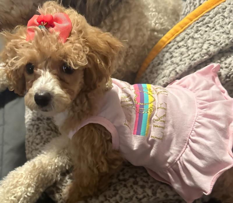 PURINA PRO PLAN Sport Performance All Life Stages High-Protein 30/20 ...