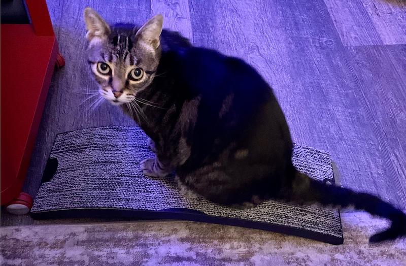 OMEGA PAW Rascador Cat Scratcher, Small - Chewy.com