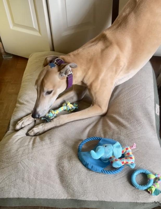 FRISCO Little Friends Plush, Flyer & TPR Variety Pack Dog Toy, Small, 6 ...