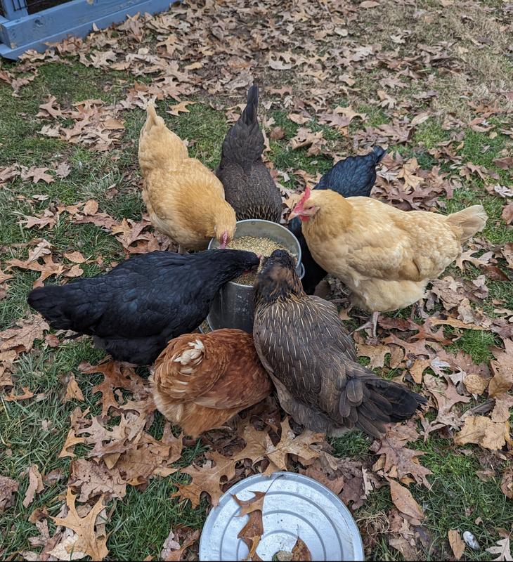 NEW COUNTRY ORGANICS Corn-Free & Soy-Free 17% Protein Grain Chicken ...