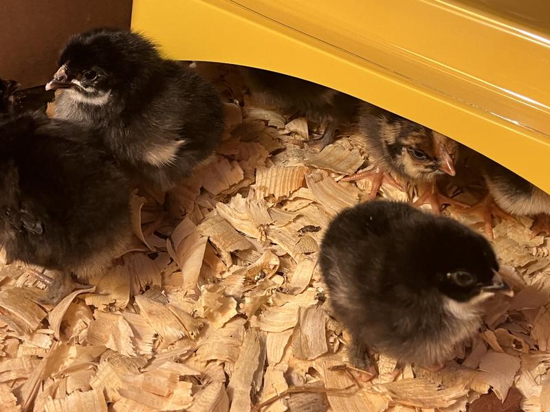 BRINSEA EcoGlow Safety 600 Chick & Duckling Brooder - Chewy.com