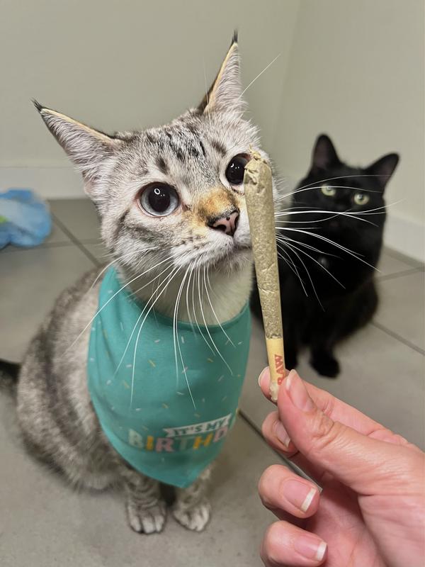 MEOWIJUANA Catnibas Meowy J's King Rolled Catnip - Chewy.com