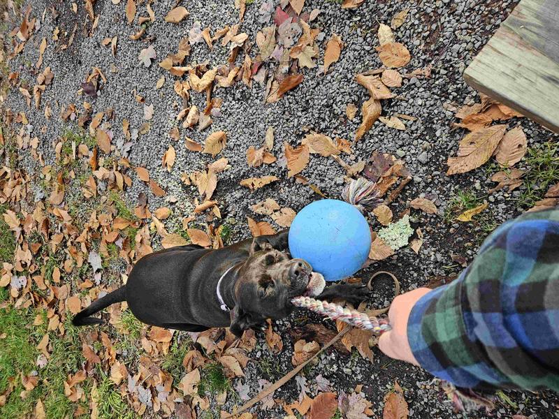 JOLLY PETS Romp-n-Roll Dog Toy, Blueberry, 8-in - Chewy.com