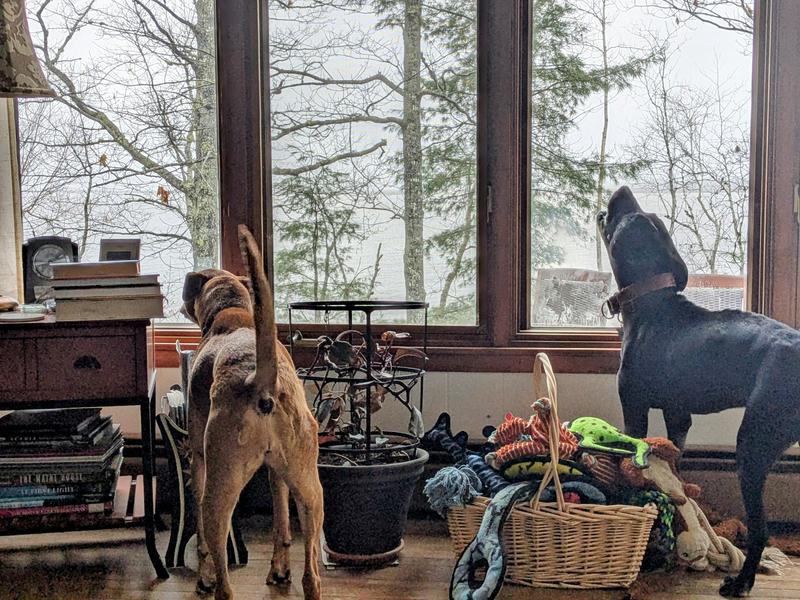 NUTRAMAX Dasuquin Joint Health Supplement for Large Senior Dogs, 84 ...