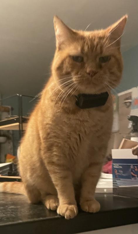 TRACTIVE Cat Mini GPS Tracker & Activity Monitor, Black - Chewy.com