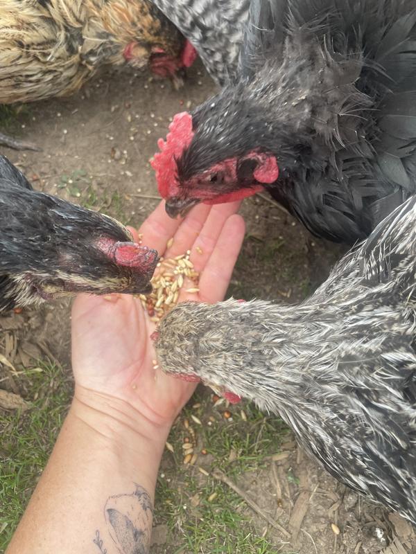 LOVE MY GIRLS 5-Grain & Worms Corn-Free Gourmet Chicken Treats, 5-lb ...