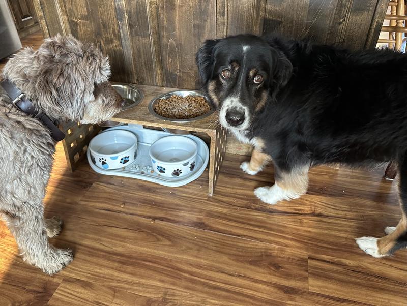 INSTINCT Raw Boost Shakers All Natural Beef Recipe High-Protein Grain ...