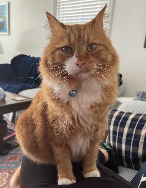 LITTERBOX.COM Rechargeable Laser Pointer Cat Toy - Chewy.com