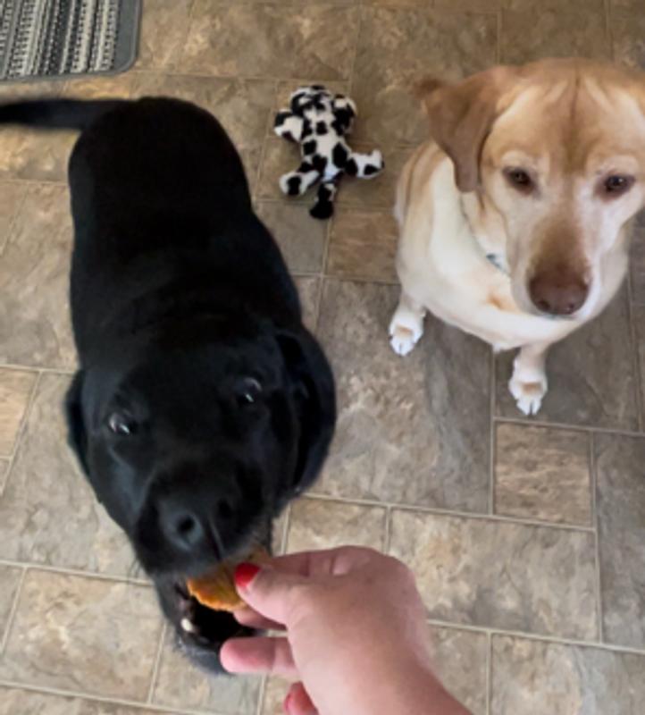 BLUE BUFFALO Nudges Homestyle Real Chicken Dog Treats, 16-oz bag ...