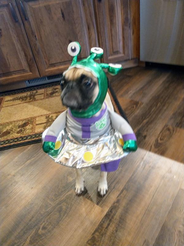 Temporarily Unavailable - FRISCO Front Walking Alien Dog & Cat Costume ...