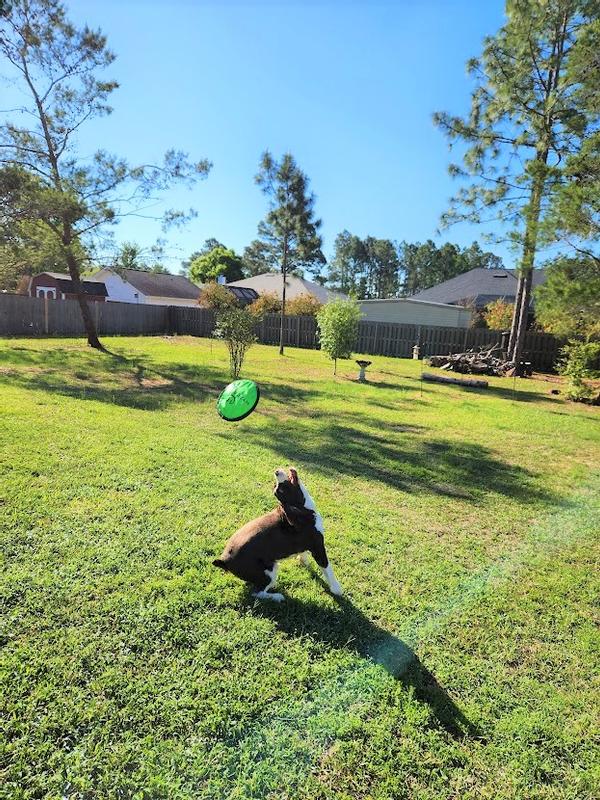 HYPER PET Flippy Flopper Flying Disc Dog Toy, Color Varies, 9-in, 5 ...