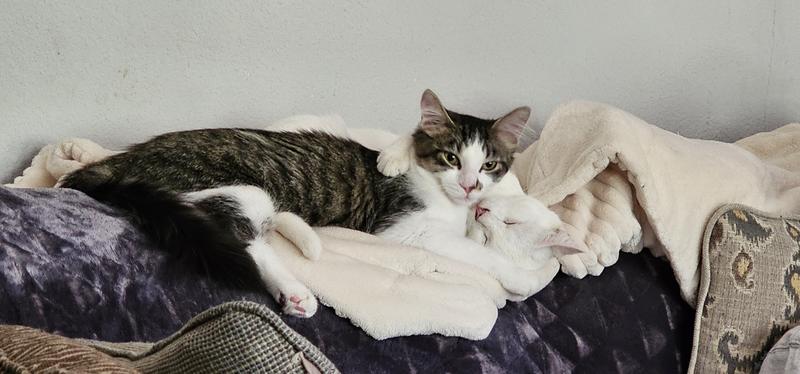 PETAG Cat-Sip Real Milk Treat for Cats & Kittens, 8-oz carton, bundle ...